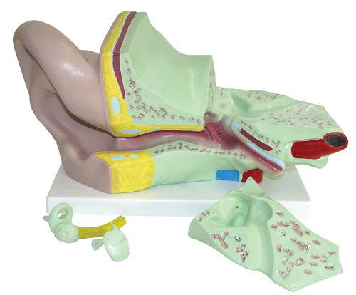 Giant Ear Model | Sience Supplies | Item # 12900