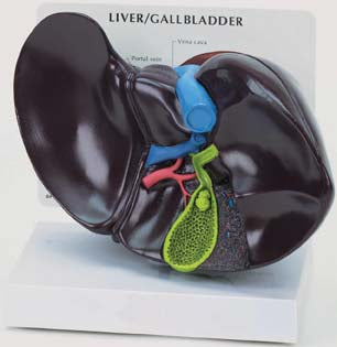 Liver/Gall Bladder Model | Item # 14791