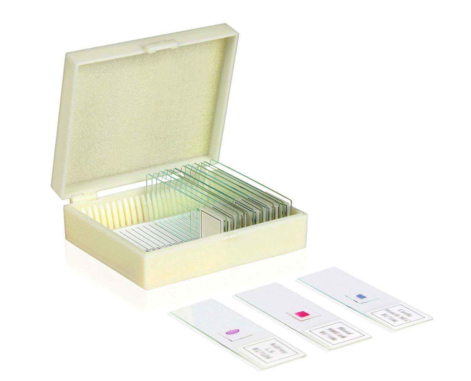 Microbial World Slide Set | Item # 14934