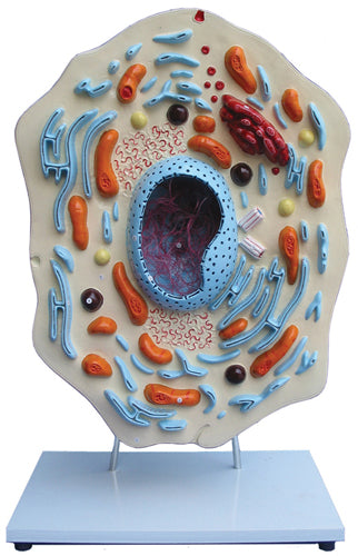 Animal Cell Models With